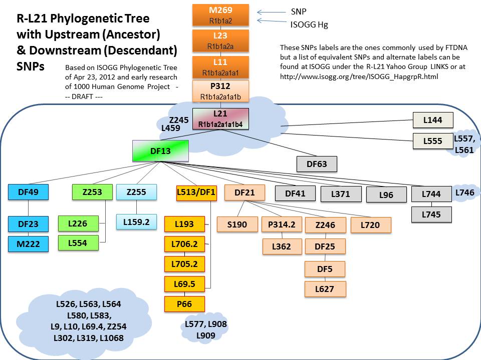 Adams Phylogenetic Tree - Adams Family DNA